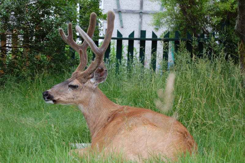Deer resting on lawn stock image. Image of grass, sitting - 163349291
