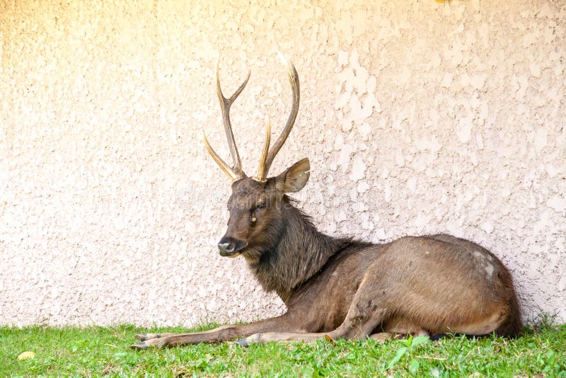 Deer sitting on a wall stock image. Image of nature, wildlife - 51249183