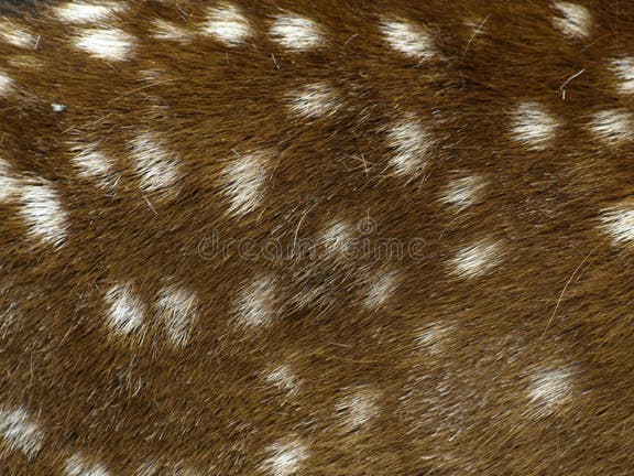 Deer skin stock photo. Image of macro, deer, closeup - 20266050