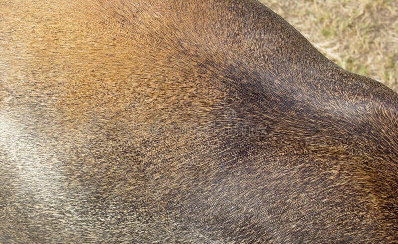 Deer skin texture. stock image. Image of fauna, close - 23798497