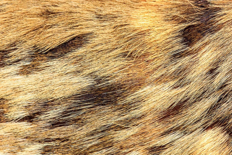 Deer skin stock photo. Image of hair, body, africa, natural - 72369064