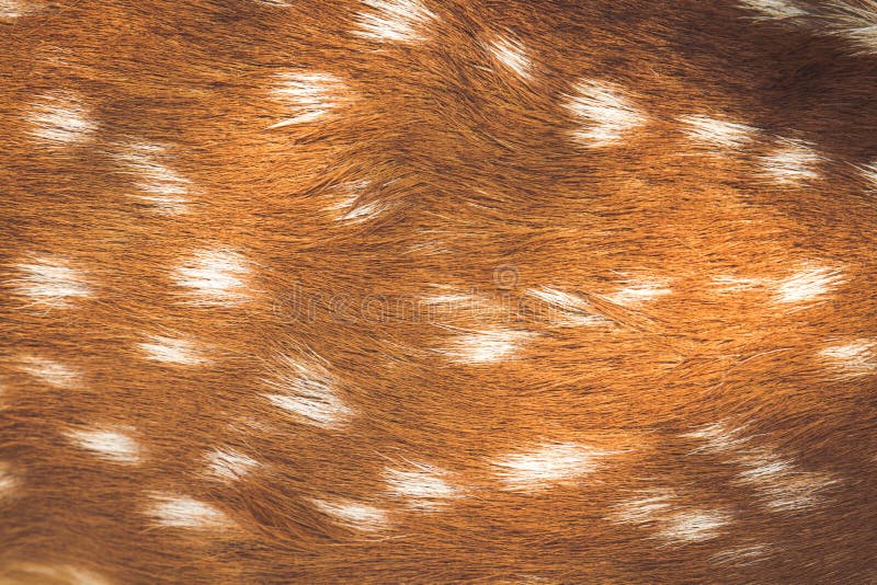 Deer skin pattern stock photo. Image of national, outdoor - 74166962