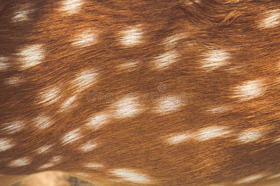 Deer skin pattern stock photo. Image of beauty, outdoor - 74167214