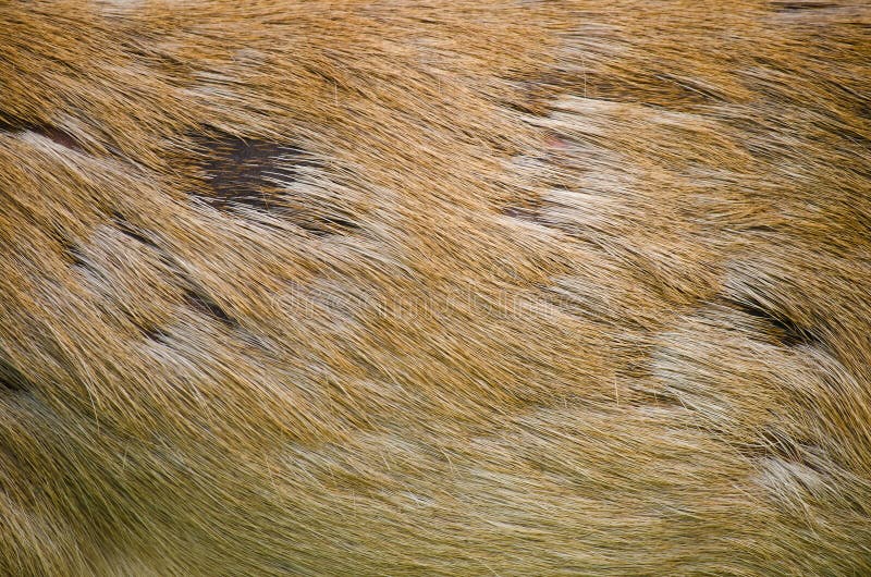 Deer skin texture. stock image. Image of fauna, close - 23798497