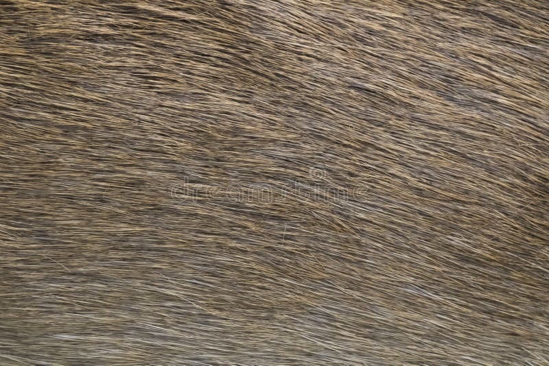 Deer Skin Texture Abstract Background. Stock Photo - Image of beige ...