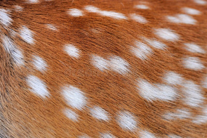 Deer skin stock photo. Image of close, hide, life, skin - 44843318