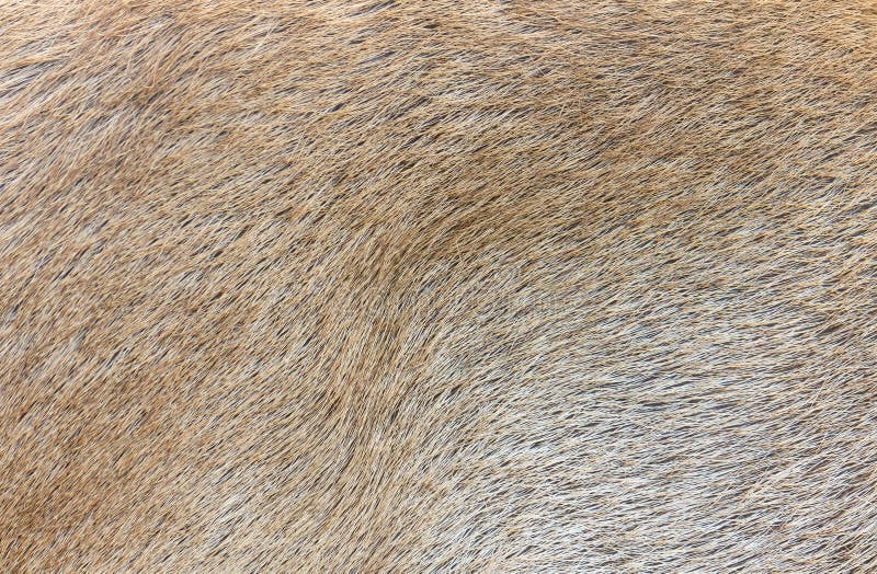 Deer skin texture stock image. Image of nature, color - 34927839