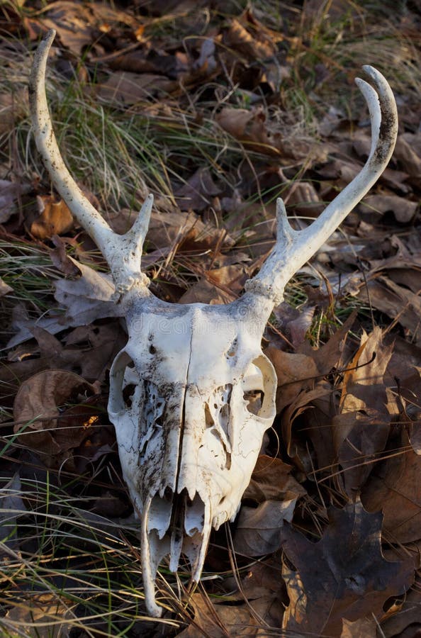 Deer Skull stock photo. Image of deer, wild, animal, bone - 29191116