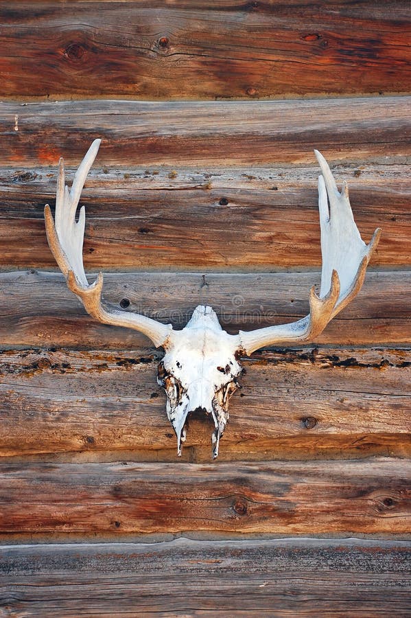 Deer Skull With Antlers Picture. Image: 16529722