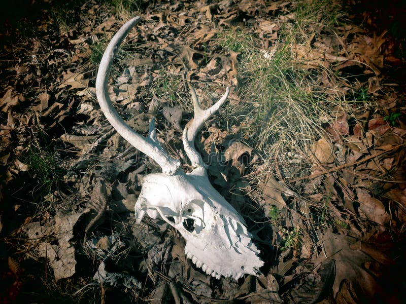 Deer Skull stock photo. Image of hunting, male, trophy - 39784350