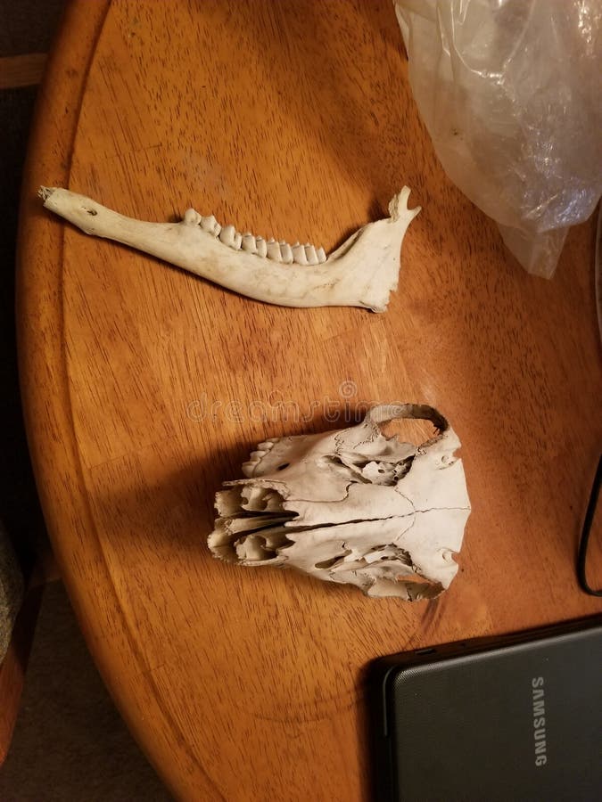 Deer skull on table stock photo. Image of skull, table - 162791136