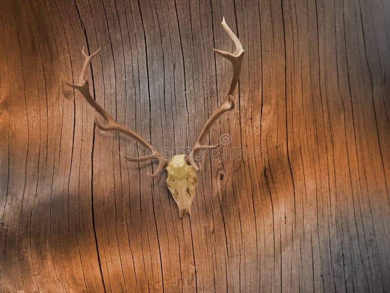 Deer Skull on Bare Tree Bark Stock Photo - Image of skeleton, antlers ...