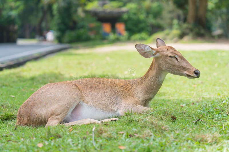 Deer Sleep on Green Grass in the Garden of Zoo Stock Photo - Image of ...