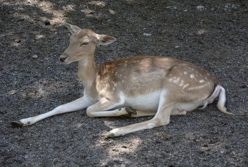 A small dear stock image. Image of cute, deer, horns - 143410469