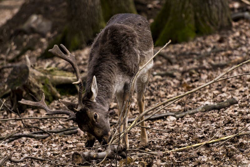 Red Deer Smelling Female Hind in Forest Stock Photo - Image of powerful ...