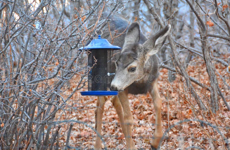 A Deer Snack at the Bird Feeder Stock Image - Image of hibernate, large ...