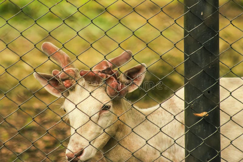 Deer Sniffs Around the Forest Stock Photo - Image of autumn, outdoors ...