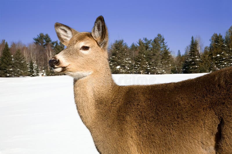 Deer in the Snow stock photo. Image of winter, mammal - 8011548