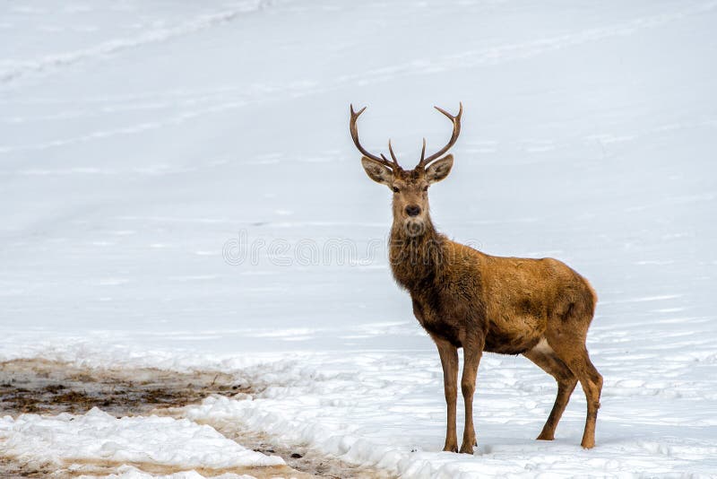 Deer on the Snow Background Stock Image - Image of antlers, color: 51890923