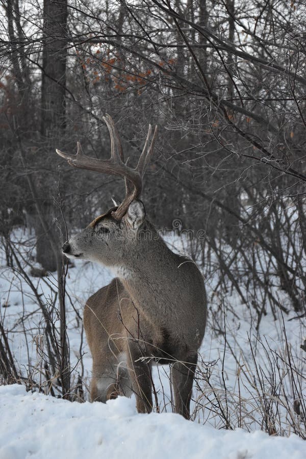 Lone Deer in Winter stock photo. Image of animal, brown - 107305452