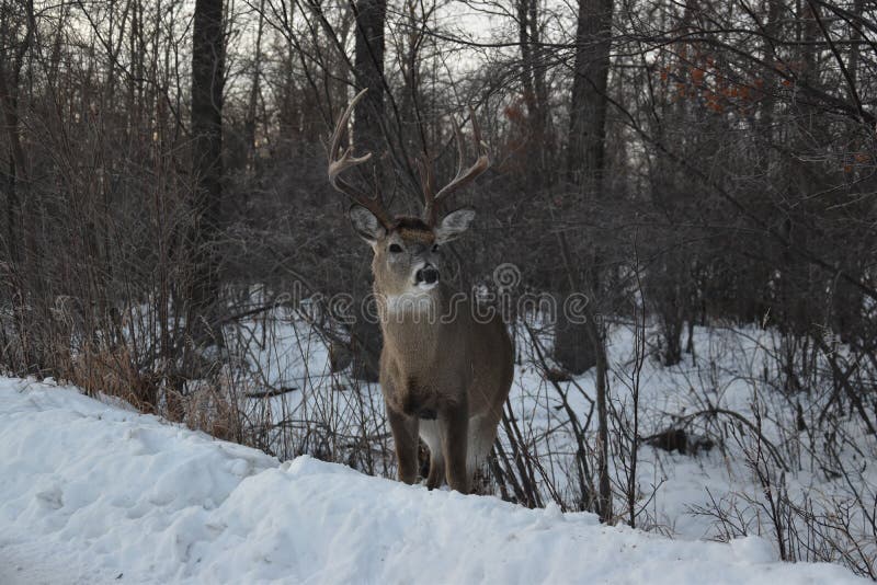 Lone Deer in Winter stock image. Image of tree, antler - 107305497