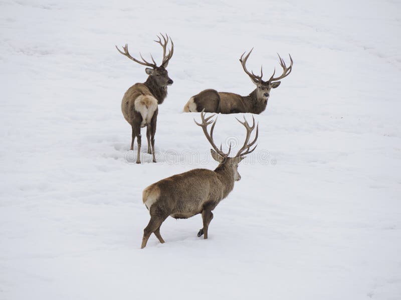 Deer in the Snow Winter Panorama Landscape Stock Photo - Image of dusk ...