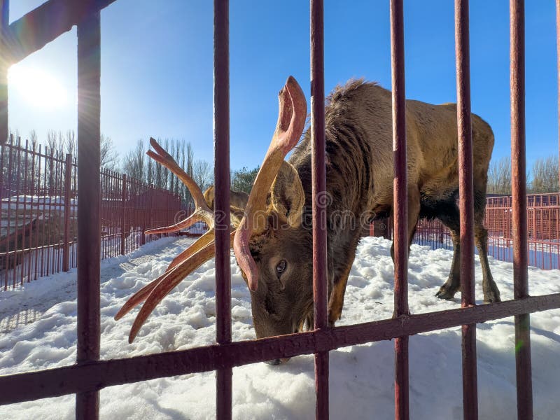 Deer in the Snow at the Zoo in a Cage Stock Photo - Image of outdoors ...