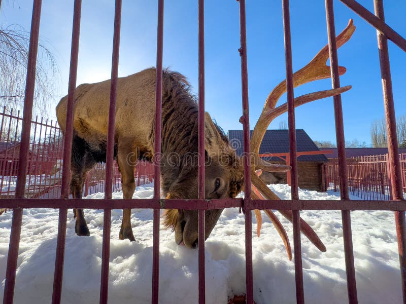 Deer in the Snow at the Zoo in a Cage Stock Photo - Image of snow ...
