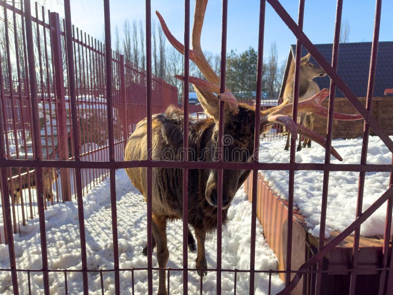 Deer in the Snow at the Zoo in a Cage Stock Photo - Image of male ...