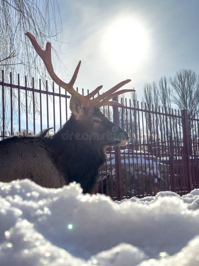Deer in the Snow at the Zoo Stock Photo - Image of snow, europe: 310380694