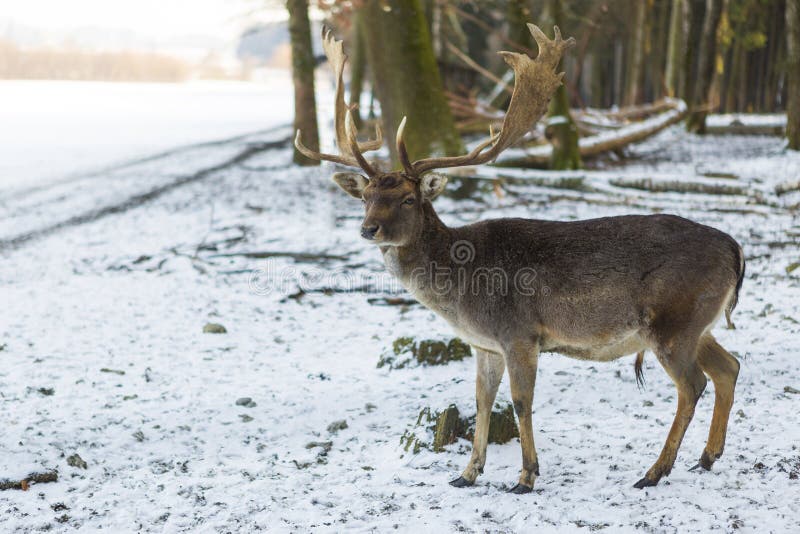 Deer in snowy forest stock photo. Image of antler, head - 202323178