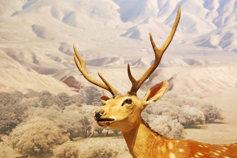 Deer Specimens are in the Museum Editorial Photography - Image of ...