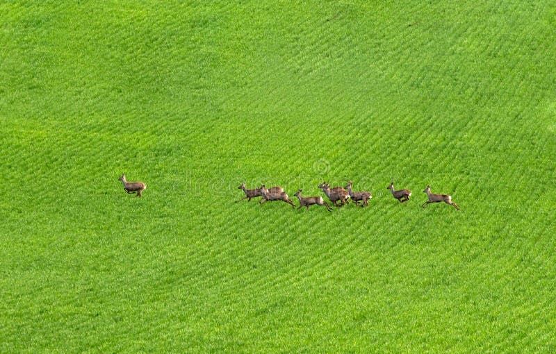 Deer in spring field stock photo. Image of beautiful - 146268484