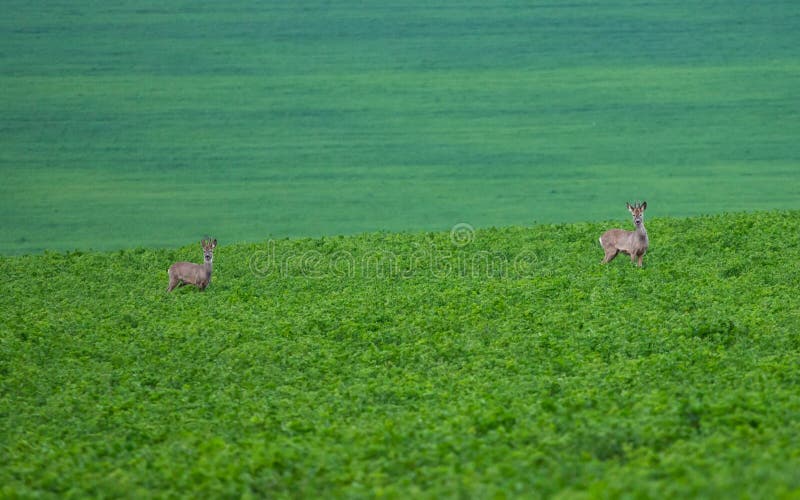 Deer in spring field stock photo. Image of buck, cute - 146270060