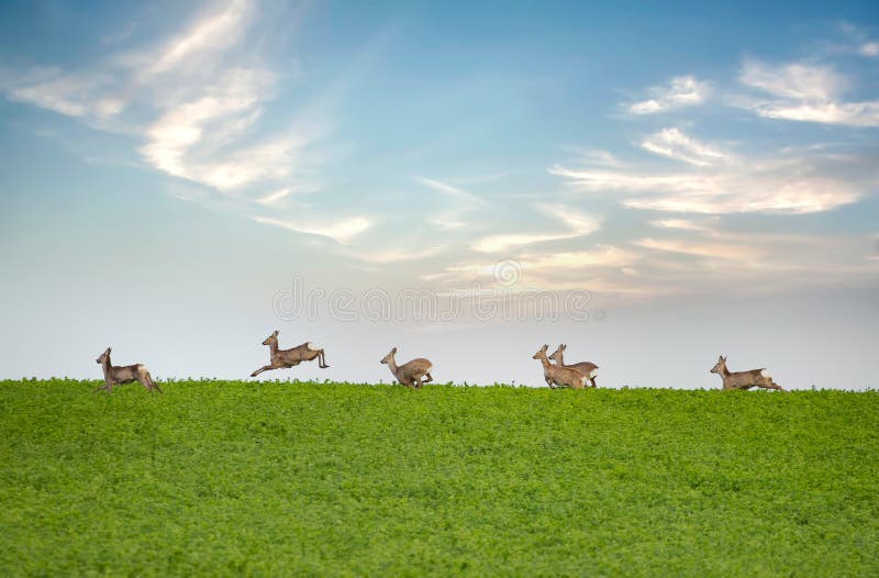 Deer in spring field stock image. Image of elaphus, countryside - 146270097