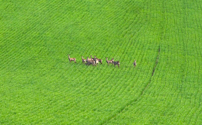 Deer in spring field stock photo. Image of herd, countryside - 146270184