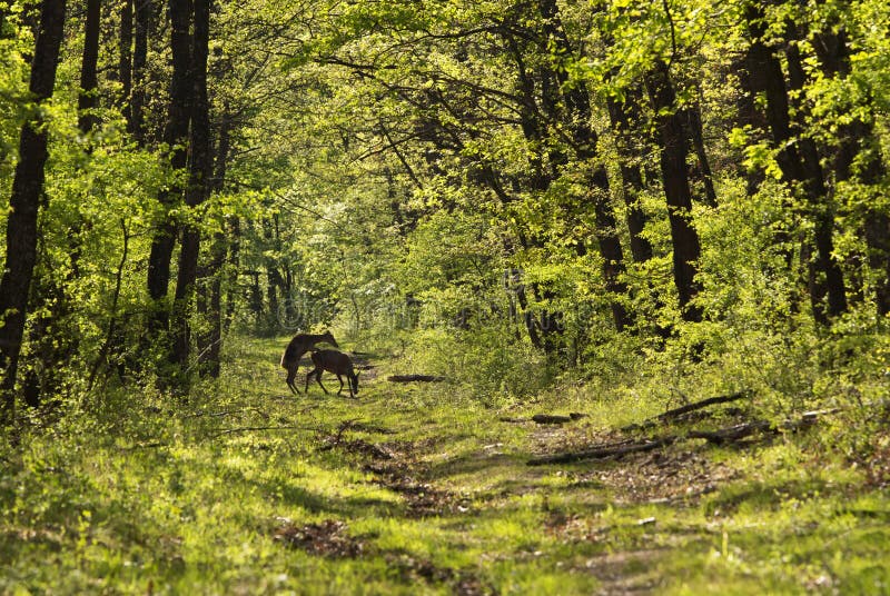 Deer in spring forest stock photo. Image of brown, natural - 180301526