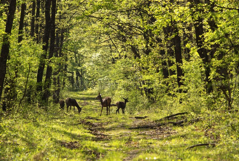 Deer in spring forest stock photo. Image of natural - 180301398