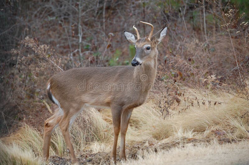 Deer. stock photo. Image of mammals, animals, horn, forest - 39316622