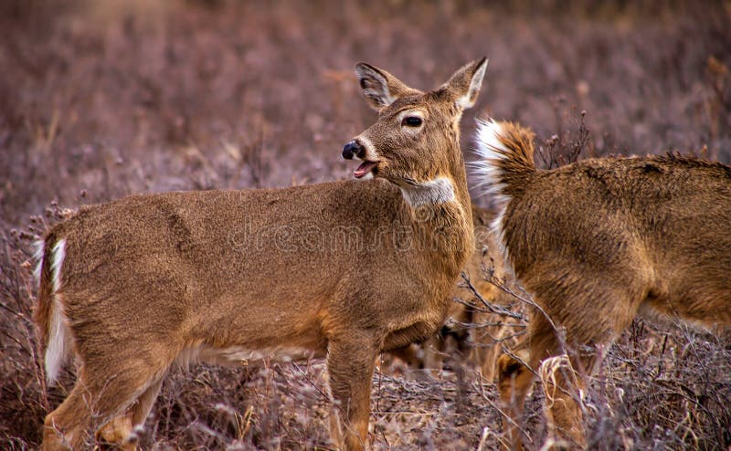 Deer in a Spring Park stock photo. Image of face, fauna - 214581004