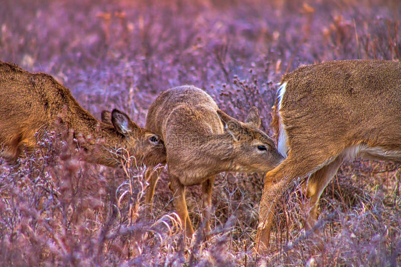 Deer in a Spring Park stock photo. Image of funny, wildlife - 214580994