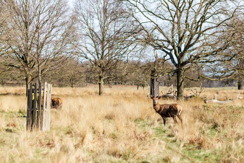 Deer in Spring in Richmond Park Stock Photo - Image of morning, easter ...