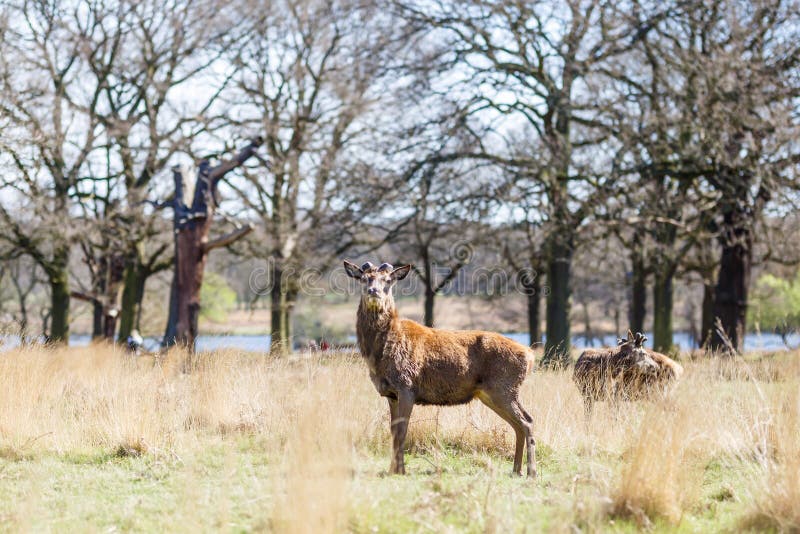 Deer in Spring in Richmond Park Stock Image - Image of national ...