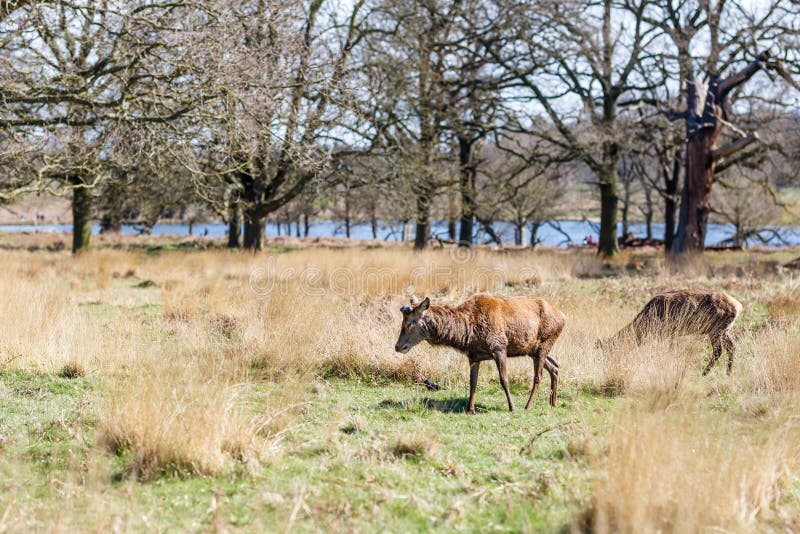 Deer in Spring in Richmond Park Stock Photo - Image of national, grass ...