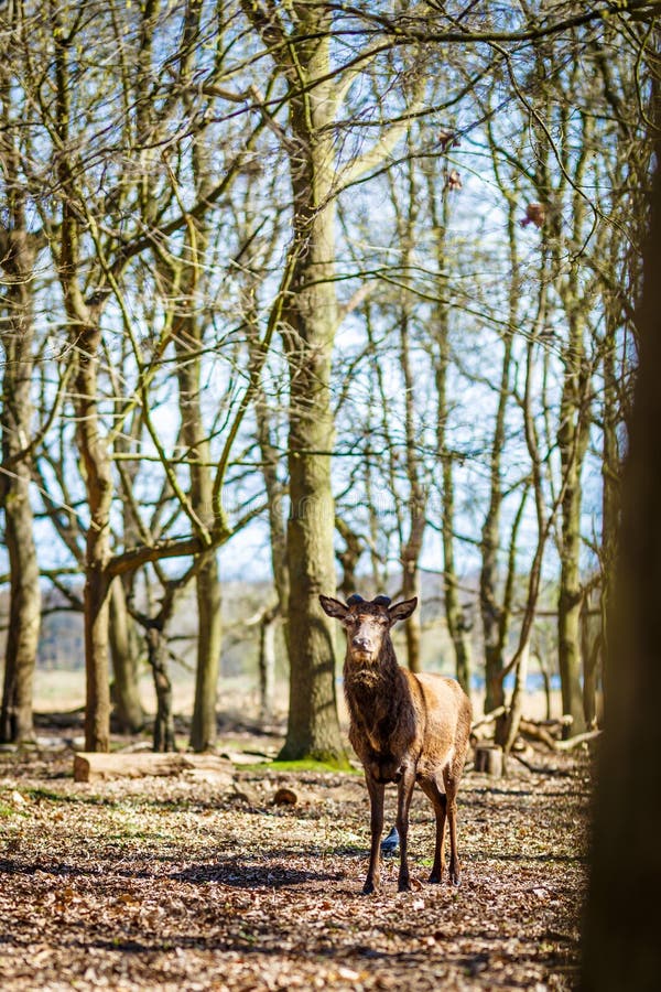 Deer in Spring in Richmond Park Stock Photo - Image of moor, nature ...