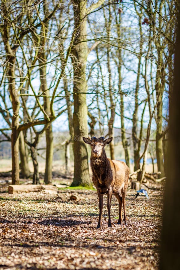 Deer in Spring in Richmond Park Stock Image - Image of mating, morning ...