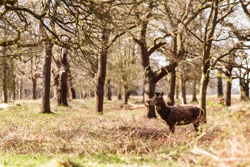 Deer in Spring in Richmond Park Stock Image - Image of landscape, game ...