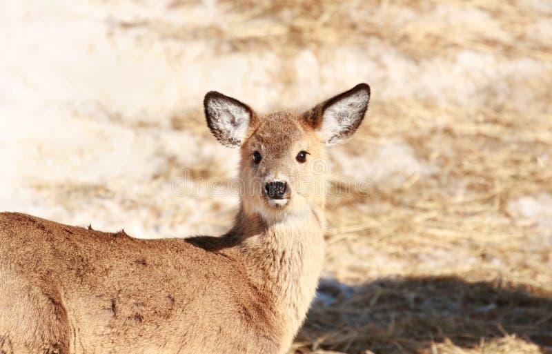 Deer during spring stock image. Image of animal, beauty - 39971709