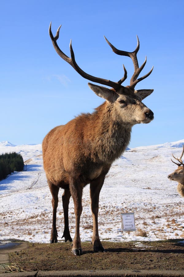 Deer Stag stock image. Image of wild, scotland, snow - 12120335