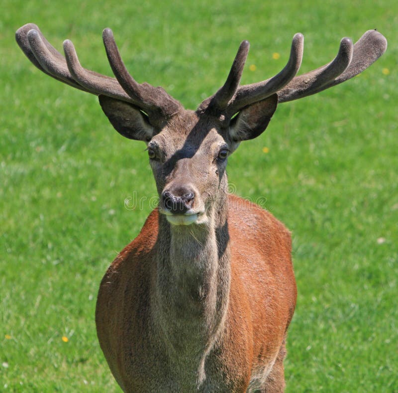 Stag portrait (red deer) stock photo. Image of deer, animal - 10459752